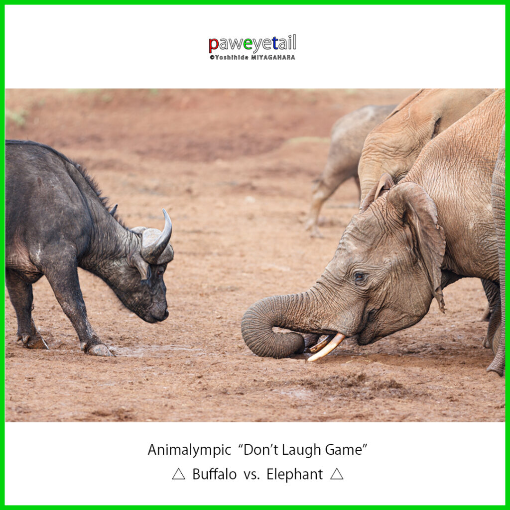 [Third place] Animalympic No Laughing Game – アニマリンピックにらめっこ | paweyetail
