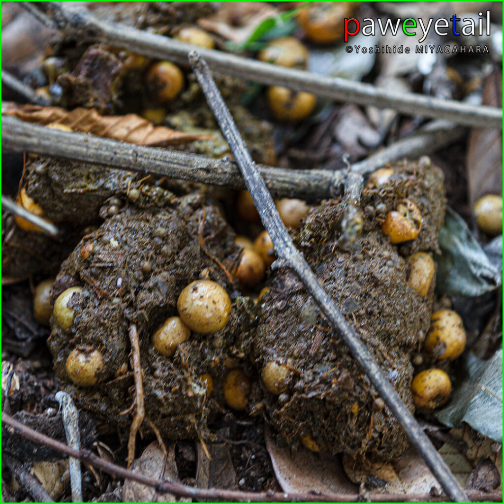 うんチーズ！- Animal Poops | paweyetail