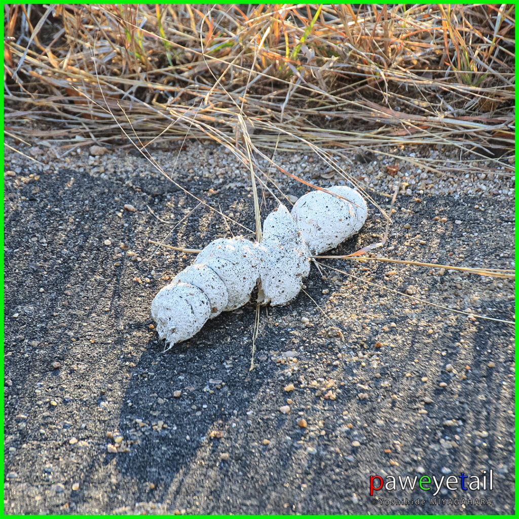 うんチーズ！- Animal Poops | paweyetail